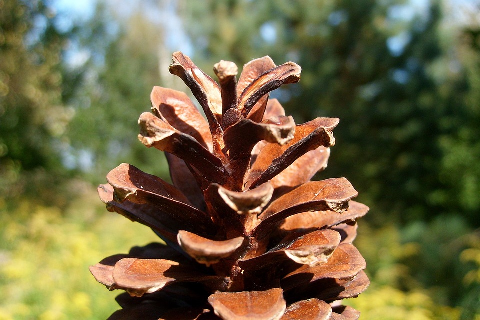 Pine Cone Macro - Free photo on Pixabay