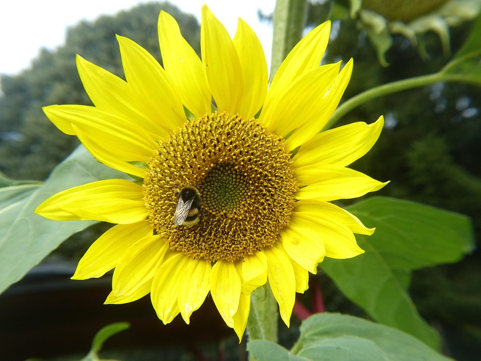 Girasol Amarillo Abeja - Foto gratis en Pixabay - Pixabay