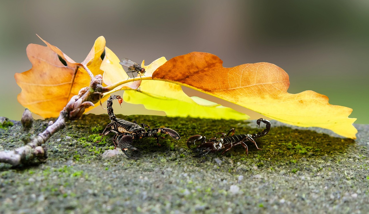 500 Immagini Scorpioni nuove da scaricare gratis - Pixabay