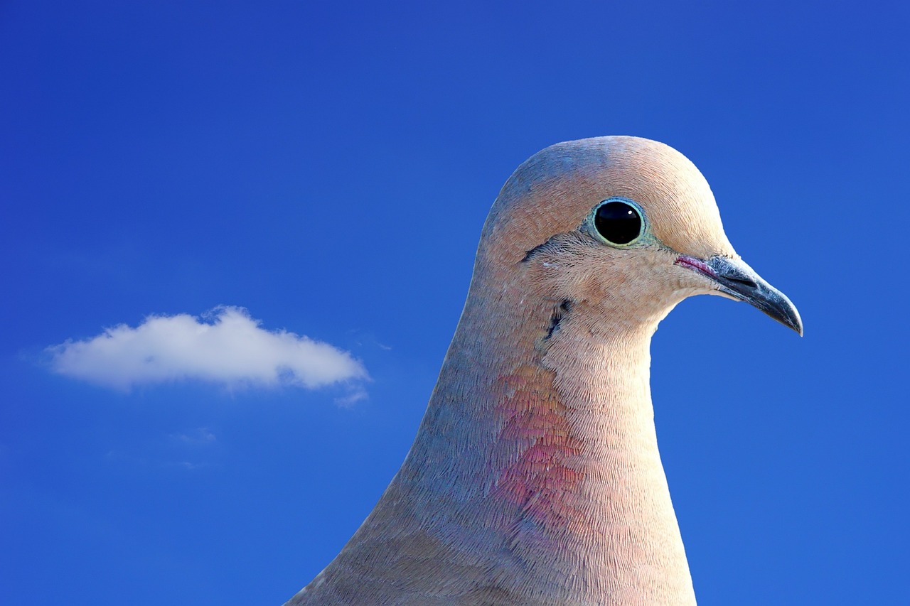30,000+ Free Dove Cloud & Dove Images - Pixabay