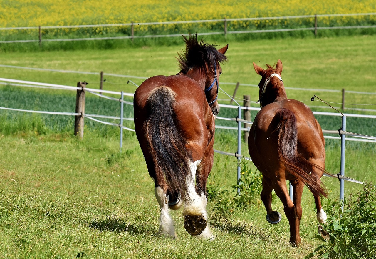 Cavalos Como Um Casal Acoplamento - Foto gratuita no Pixabay - Pixabay
