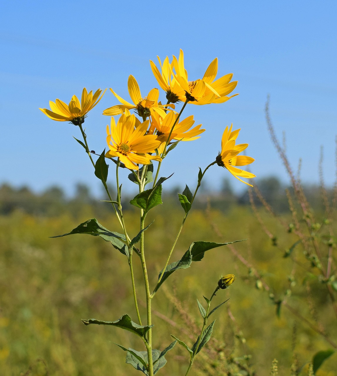 Wild Sunflowers Against The Sky - Free photo on Pixabay