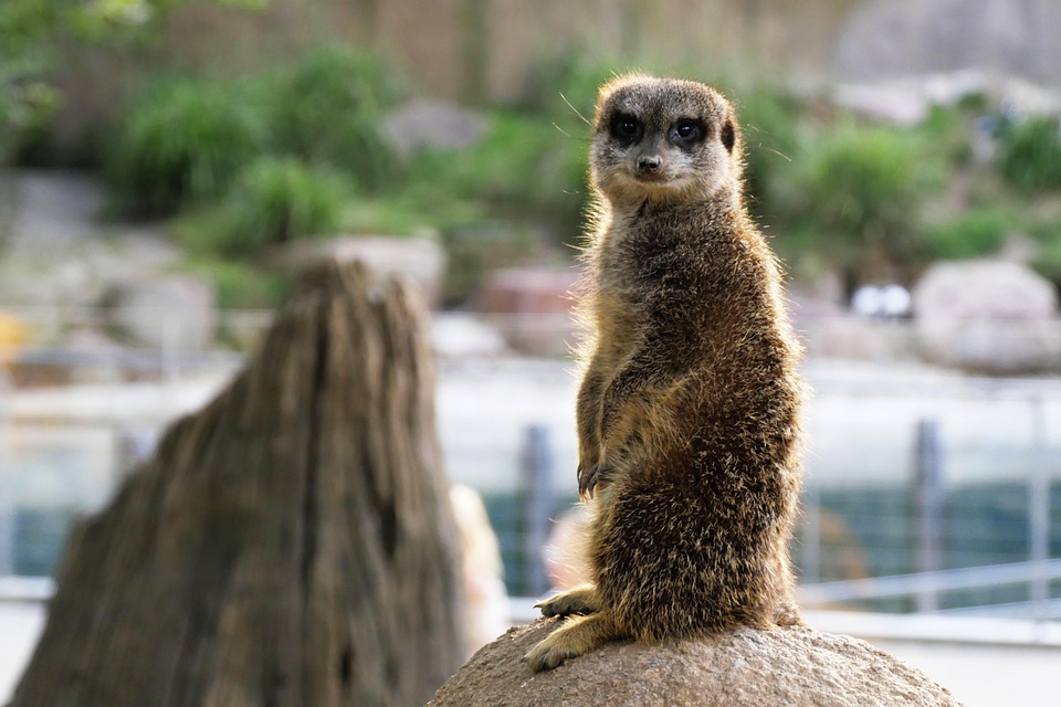 Meerkat Zoo Animal - Free photo on Pixabay