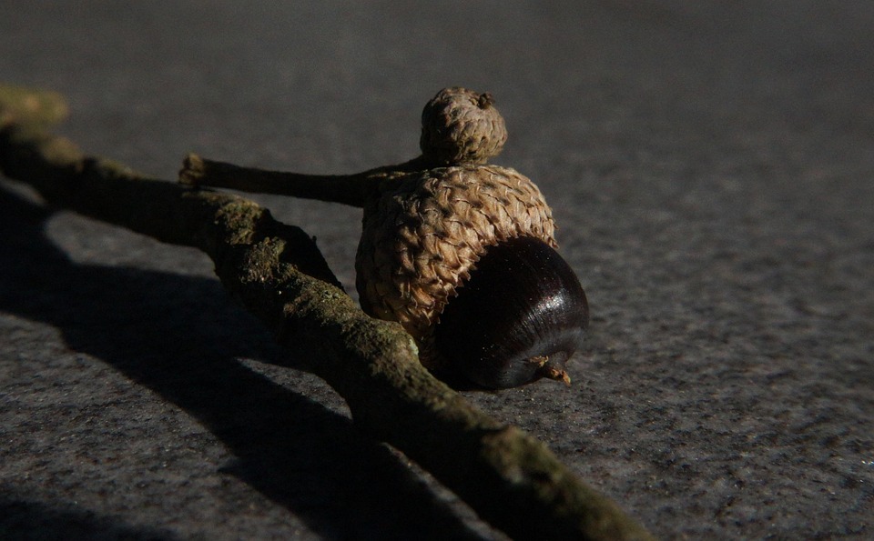 Acorn Live Oak Nut - Free photo on Pixabay - Pixabay