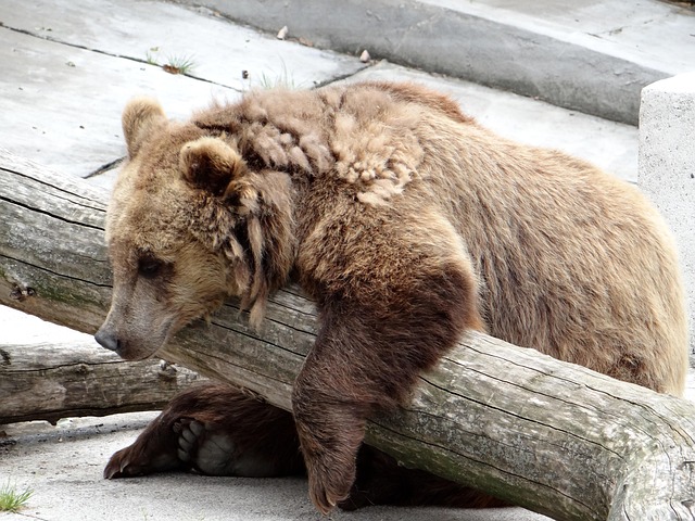 El Oso Pardo Europeo Zoo - Foto gratis en Pixabay - Pixabay