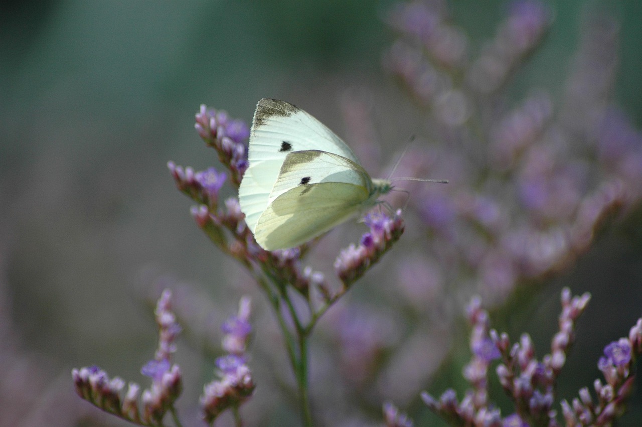Mariposa Naturaleza Repollo Blanco - Foto gratis en Pixabay - Pixabay