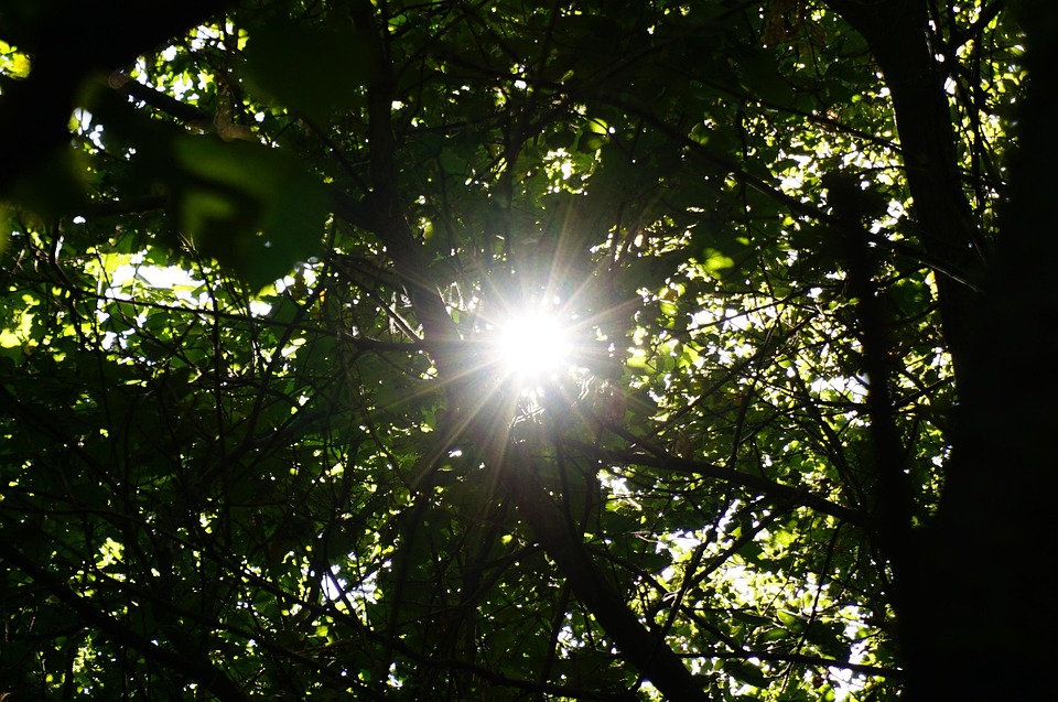 Sol Floresta A Sombra - Foto gratuita no Pixabay - Pixabay