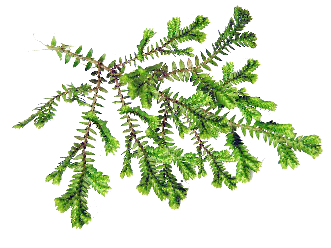 Blad Varen Plantaardige - Gratis foto op Pixabay