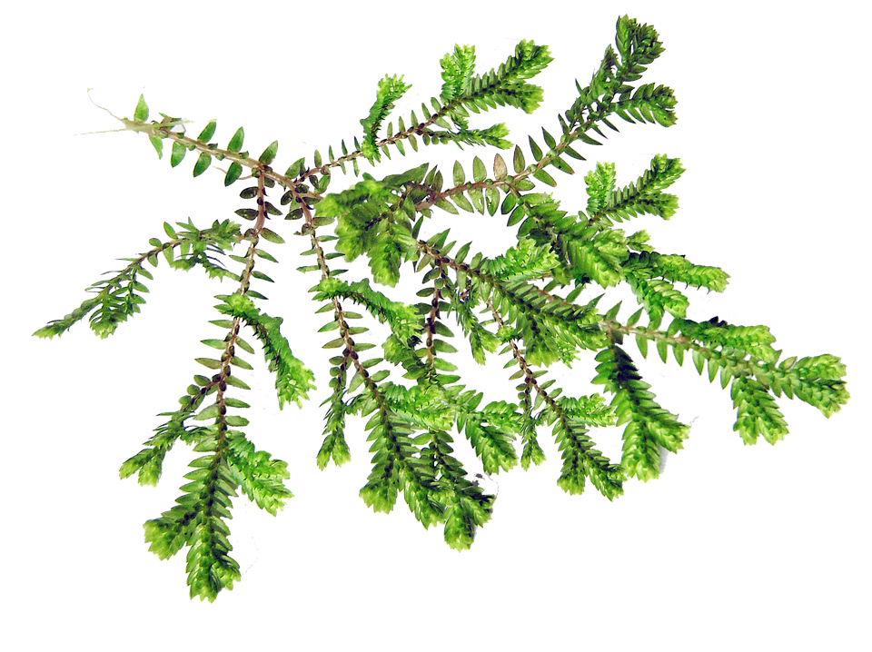 Blad Varen Plantaardige - Gratis foto op Pixabay