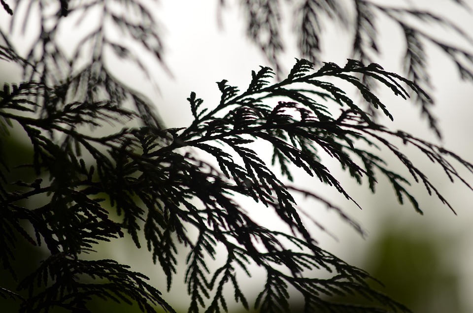 Cedar Silhouette Tree - Free photo on Pixabay - Pixabay