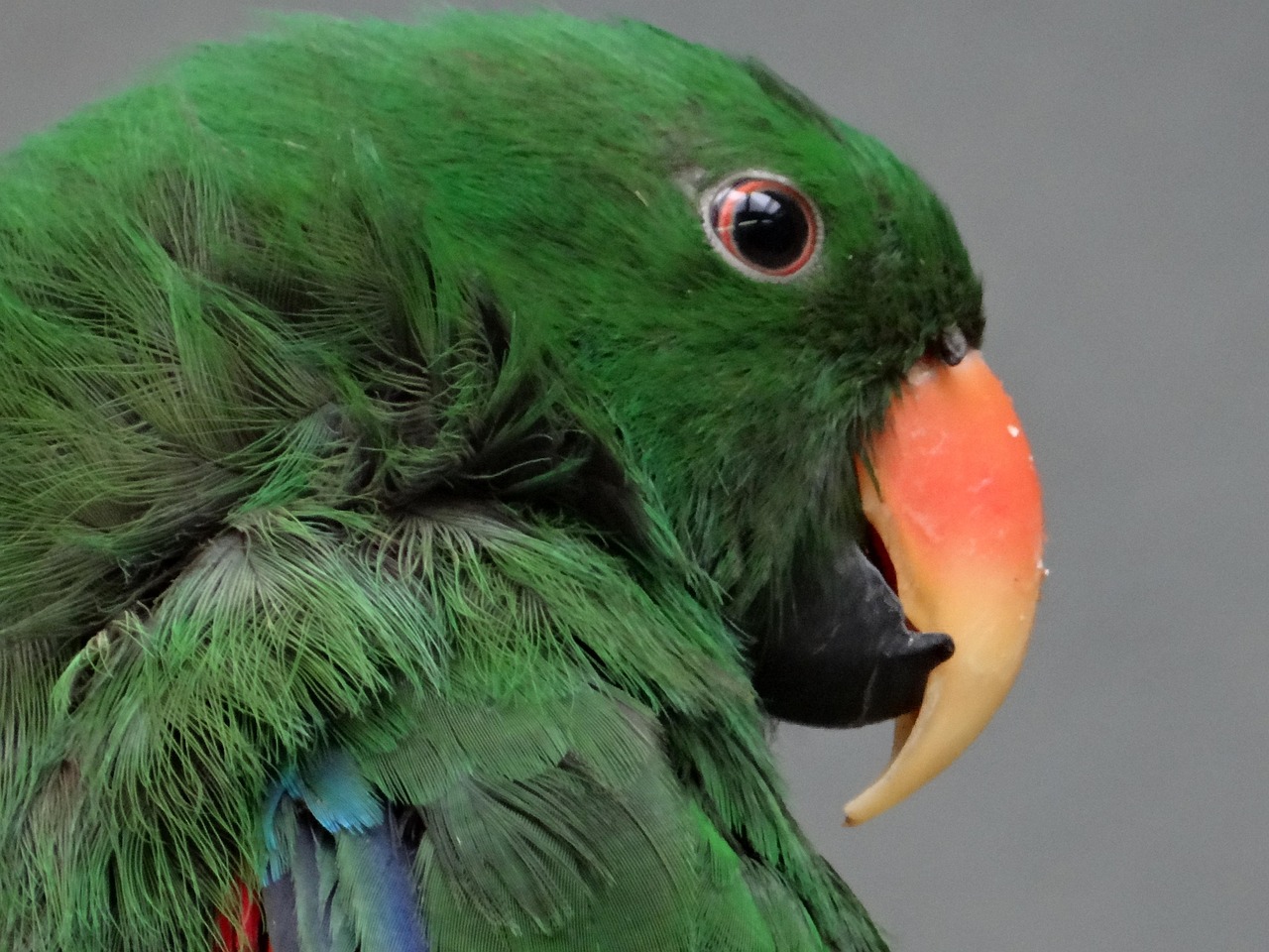 Barwnica Grande Loro El Pájaro - Foto gratis en Pixabay - Pixabay