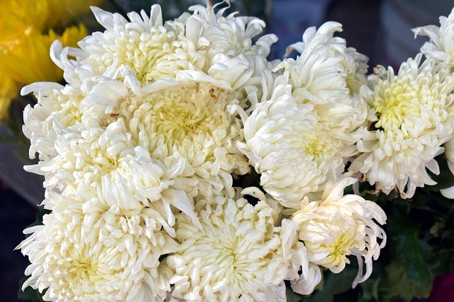 White Spider Mums Chrysanthemum - Free photo on Pixabay