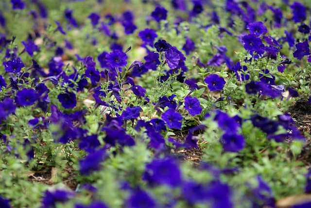 Flores Azul Jardim - Foto gratuita no Pixabay - Pixabay