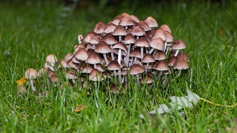Mushrooms Fall Nature Mushroom - Free photo on Pixabay - Pixabay