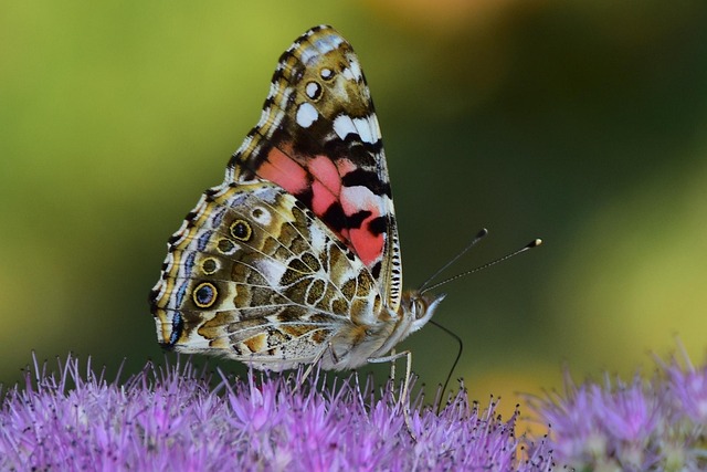 Mais de 60.000 imagens grátis de Algarve Flora E Fauna e Natureza - Pixabay