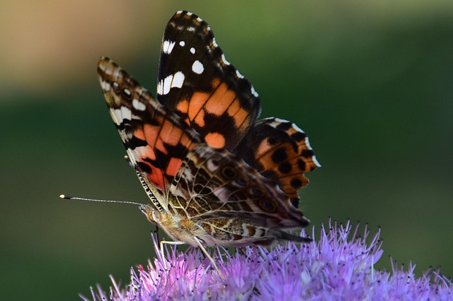 Mais de 60.000 imagens grátis de Algarve Flora E Fauna e Natureza - Pixabay