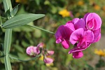 More 60 Sweet-scented Synonyms. Similar words for Sweet-scented.