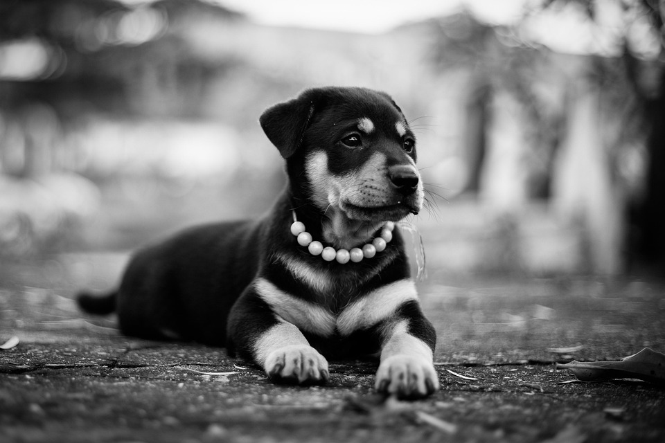 Perro Animal Mascota - Foto gratis en Pixabay
