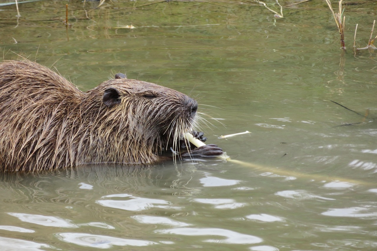 Nutria Rodent Pond - Free photo on Pixabay - Pixabay