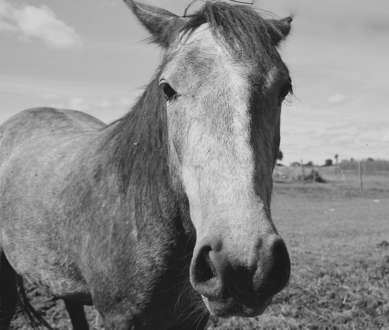 Chevaux Tête Cheval Portrait - Photo gratuite sur Pixabay - Pixabay