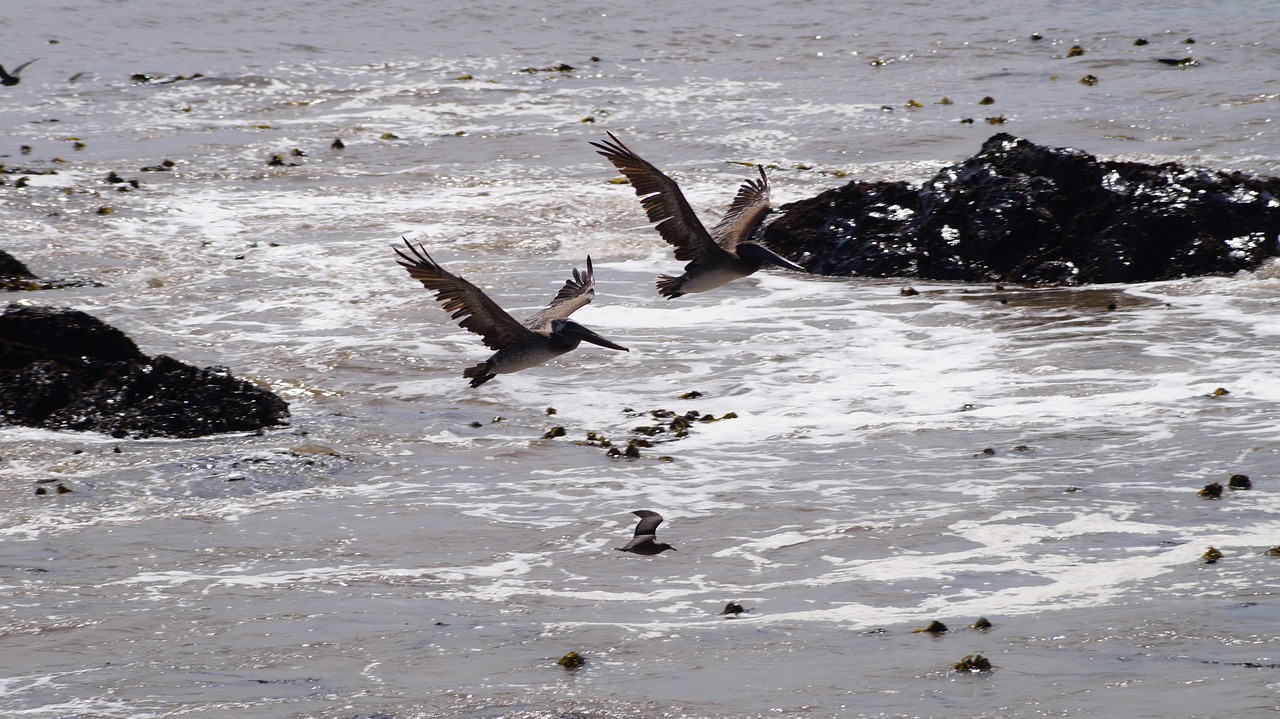 California Birds Fly - Free photo on Pixabay - Pixabay