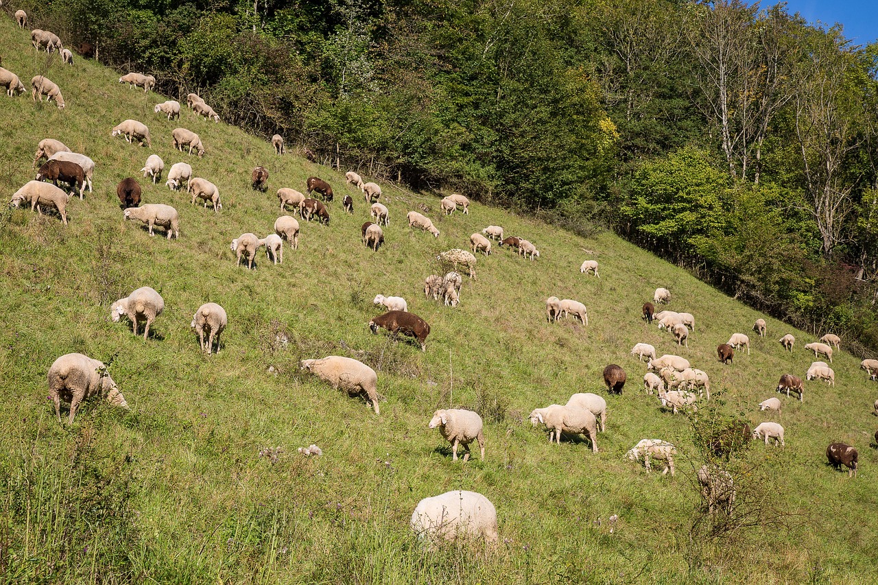 Sheep Flock Of Pasture - Free photo on Pixabay - Pixabay