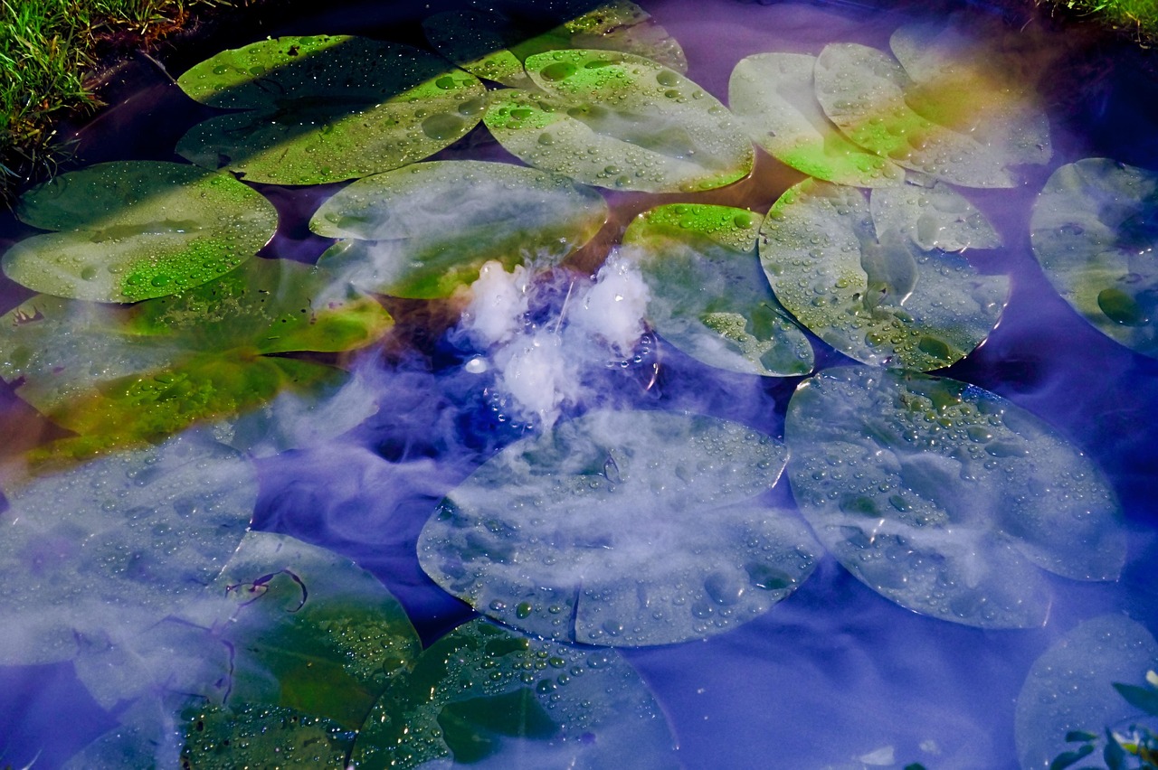 Lily Air Tanaman - Foto gratis di Pixabay - Pixabay