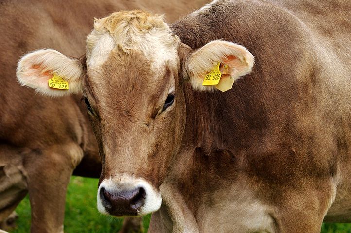8,000+ Free Cow Pictures & Images [HD]