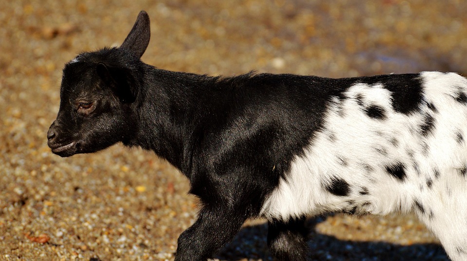 Goats Young Animals Playful - Free photo on Pixabay - Pixabay