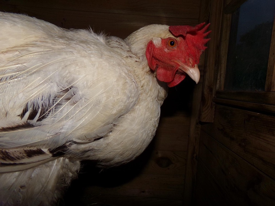 Hen Sussex White Laying - Free photo on Pixabay - Pixabay