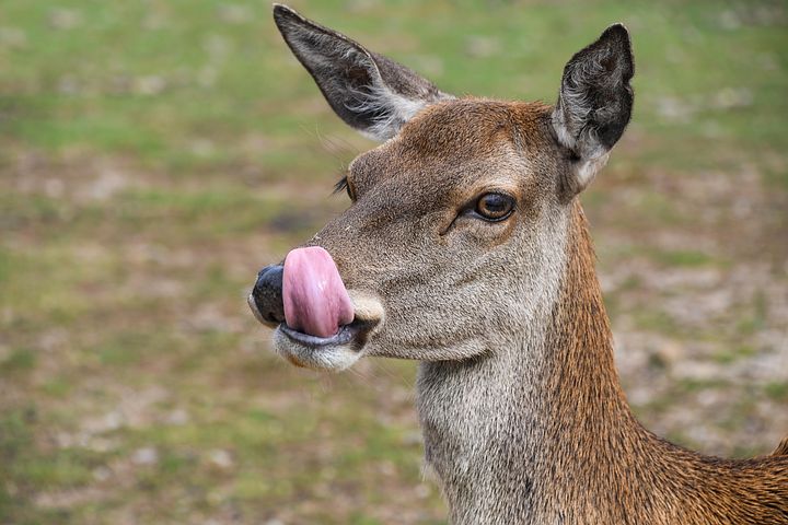 300+ Free Biche & Deer Images - Pixabay