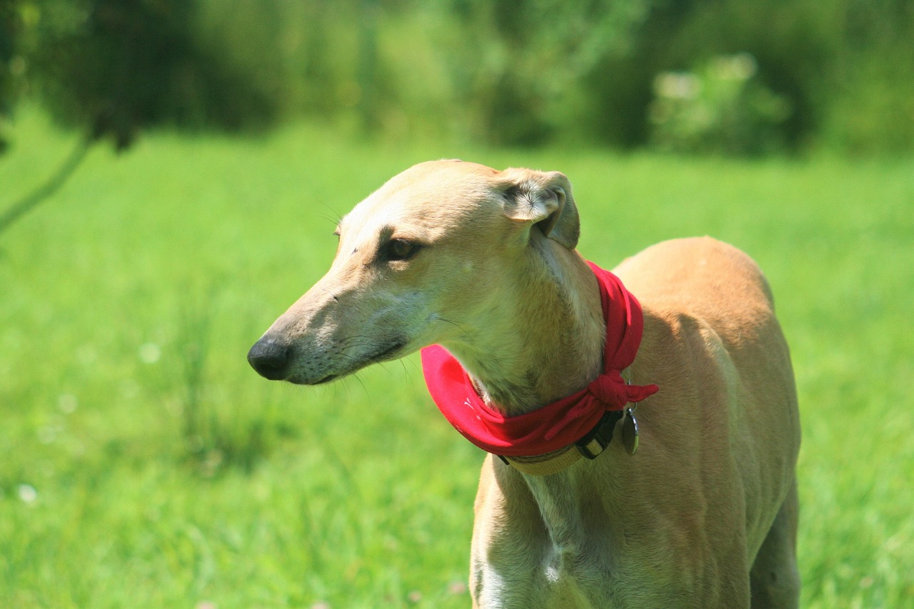 Galgos Chien - Photo gratuite sur Pixabay