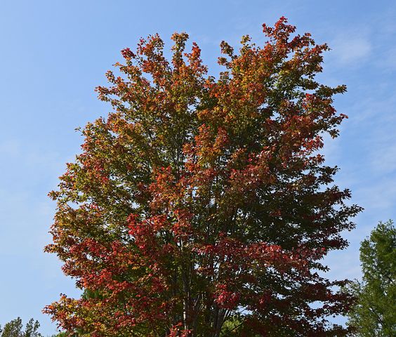 Ahornbaum Bilder - Kostenlose Bilder herunterladen - Pixabay