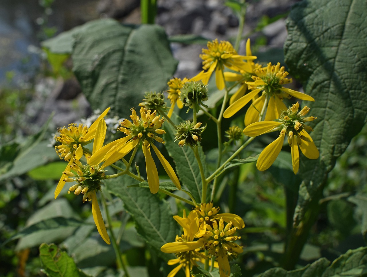 Wild Sunflower Wildflower - Free photo on Pixabay - Pixabay