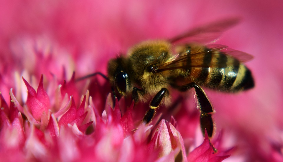 Bee Fat Chicken Blossoms Purple - Free photo on Pixabay - Pixabay