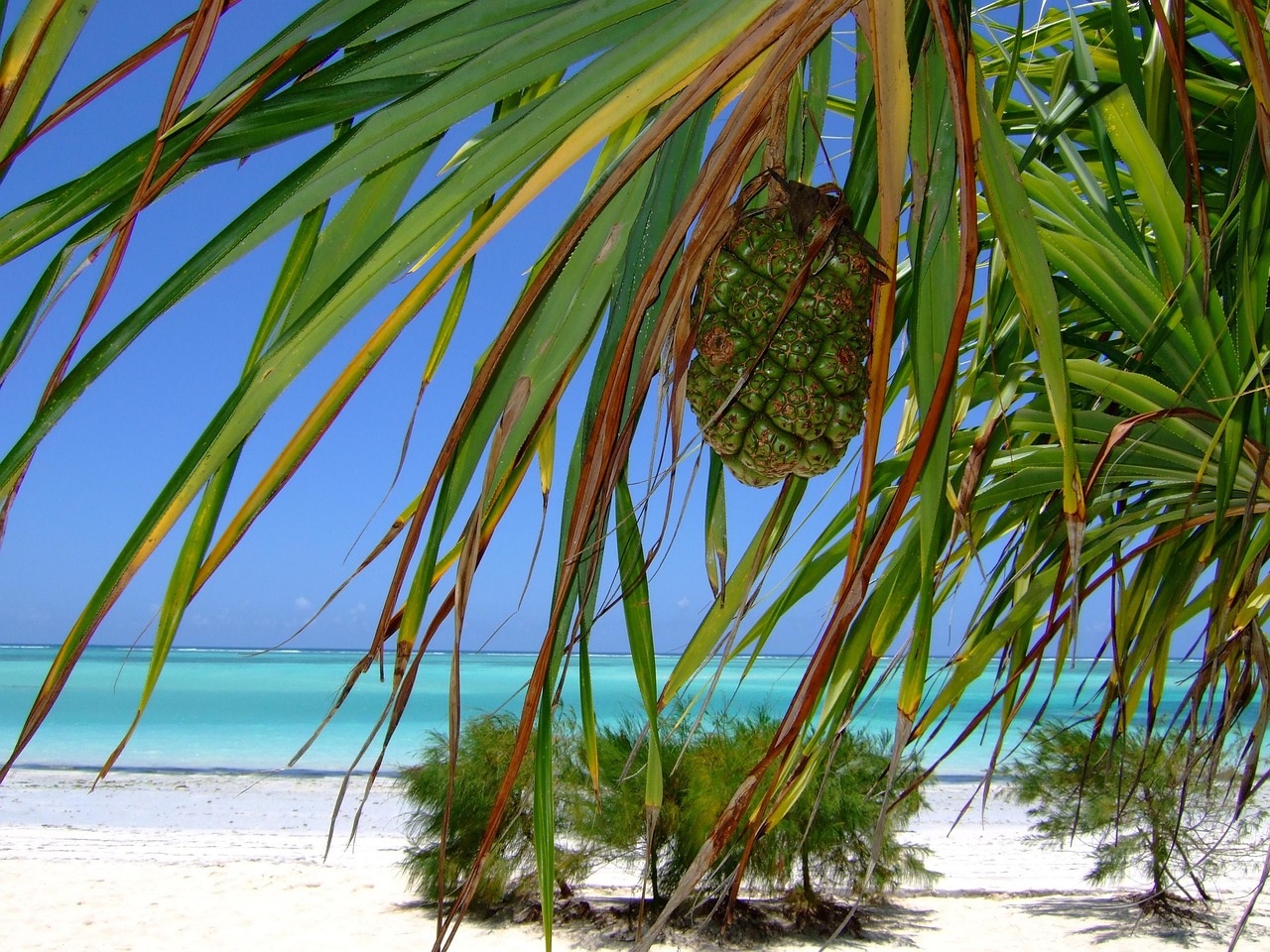 300+ Free Zanzibar & Nature Images - Pixabay