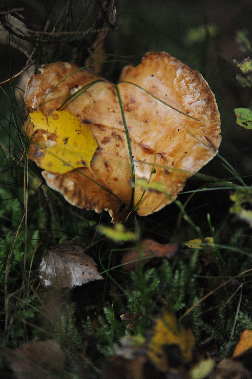 Mushroom Fall Heart - Free photo on Pixabay - Pixabay