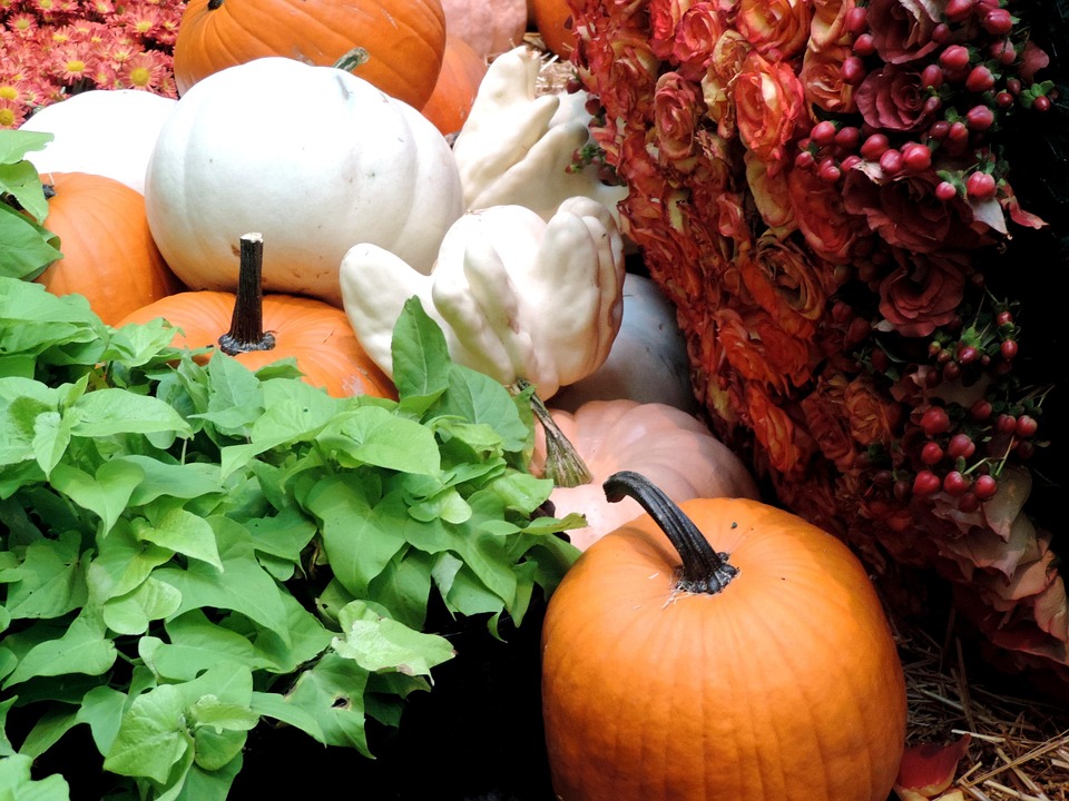 Champ De Citrouilles Récolte - Photo gratuite sur Pixabay