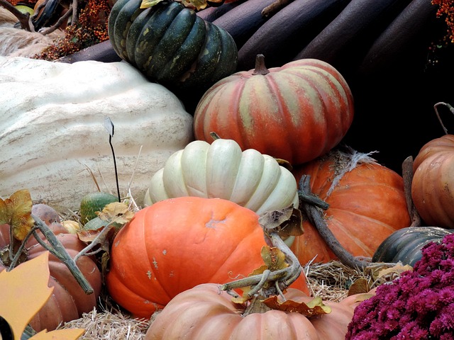 Champ De Citrouilles Récolte - Photo gratuite sur Pixabay