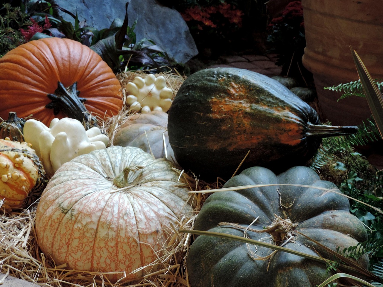 Champ De Citrouilles Récolte - Photo gratuite sur Pixabay - Pixabay