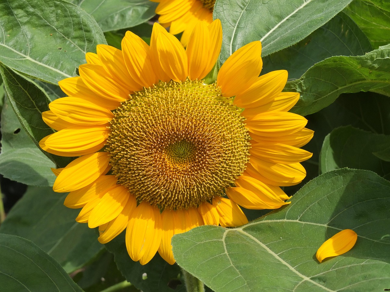 Bunga Matahari Kuning Alam - Foto gratis di Pixabay - Pixabay