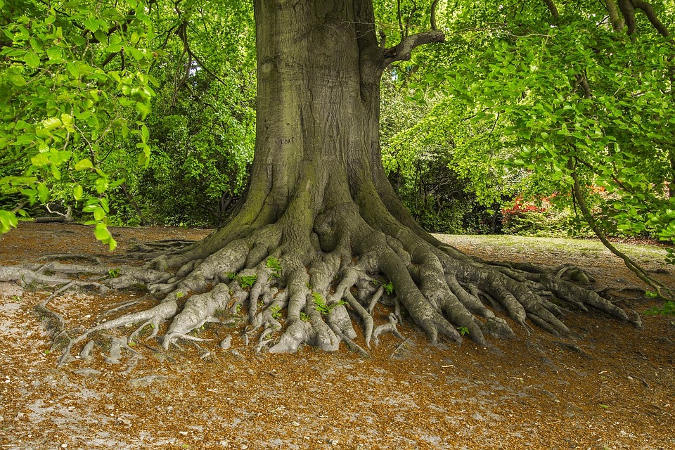 A Tree Nature Old The - Free photo on Pixabay