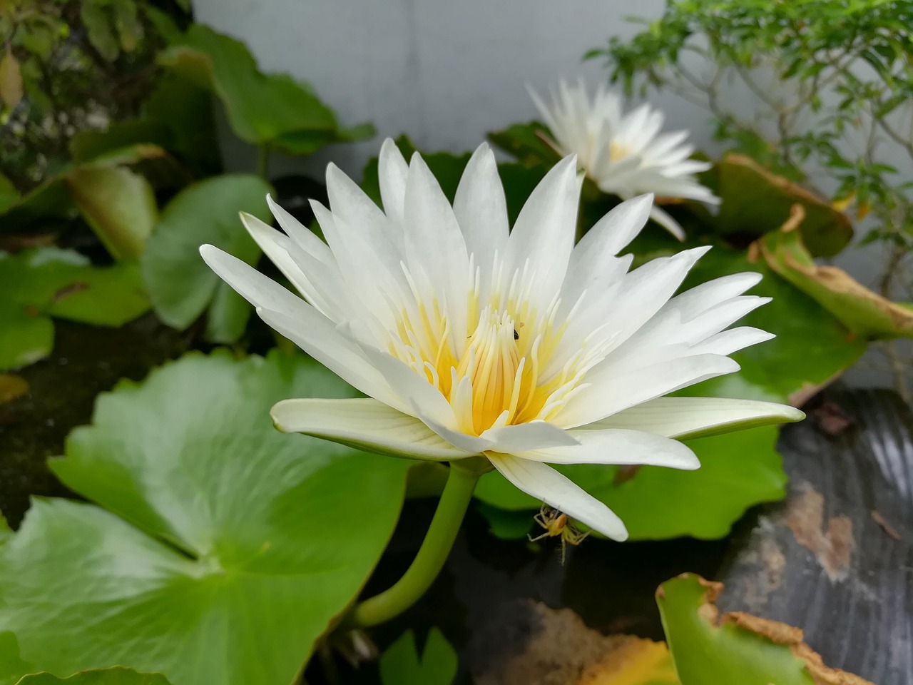 Lotus Bassin De - Photo gratuite sur Pixabay - Pixabay