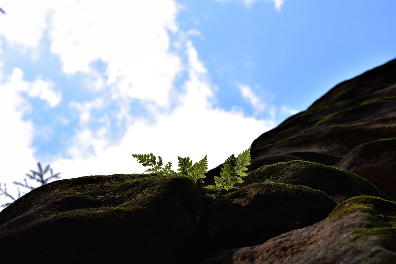 The Prachovské Rocks Bracken Sun - Free photo on Pixabay
