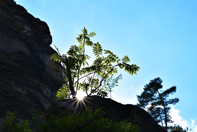 O Prachovské Rochas Arvores Sol - Foto gratuita no Pixabay - Pixabay