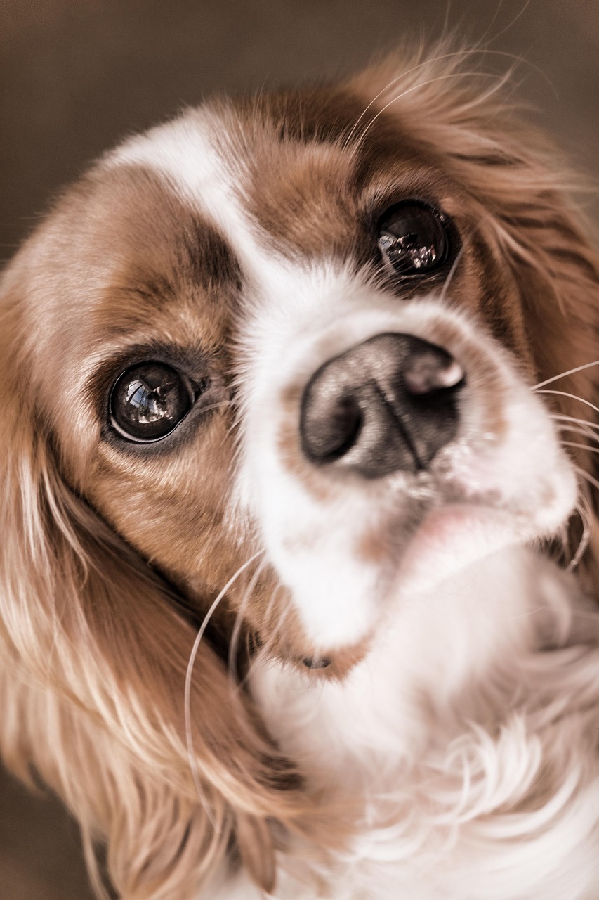 Cavalier King Charles Spaniel Puppies Wallpaper