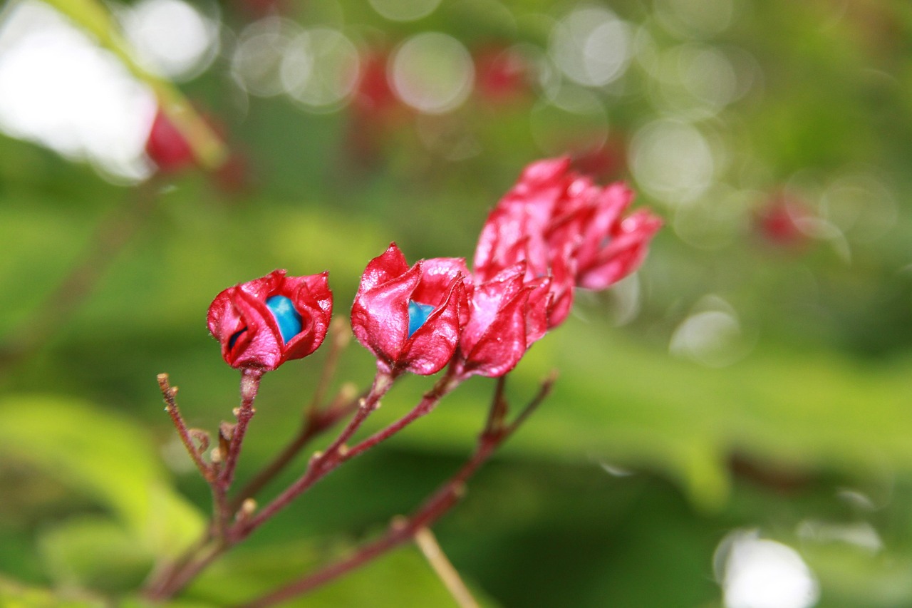 100+ Free Turquoise Flowers & Turquoise Images - Pixabay