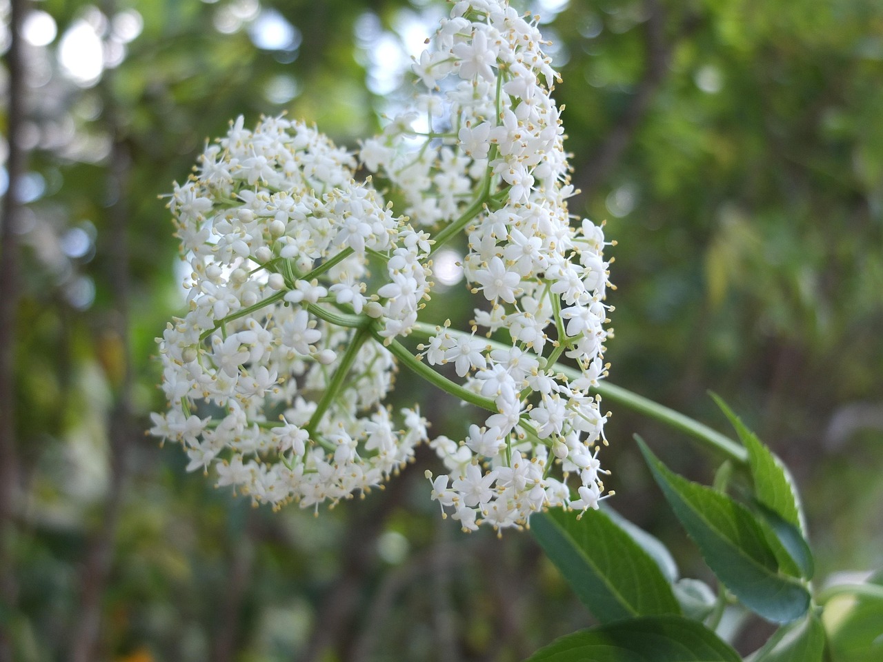 Flower Day Clear A Bunch White - Free photo on Pixabay