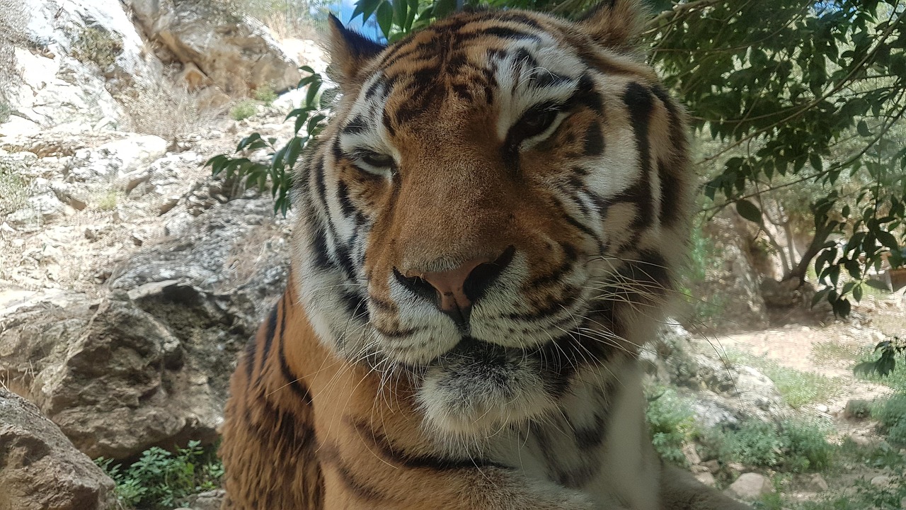Tigre Animales Salvajes Animal - Foto gratis en Pixabay