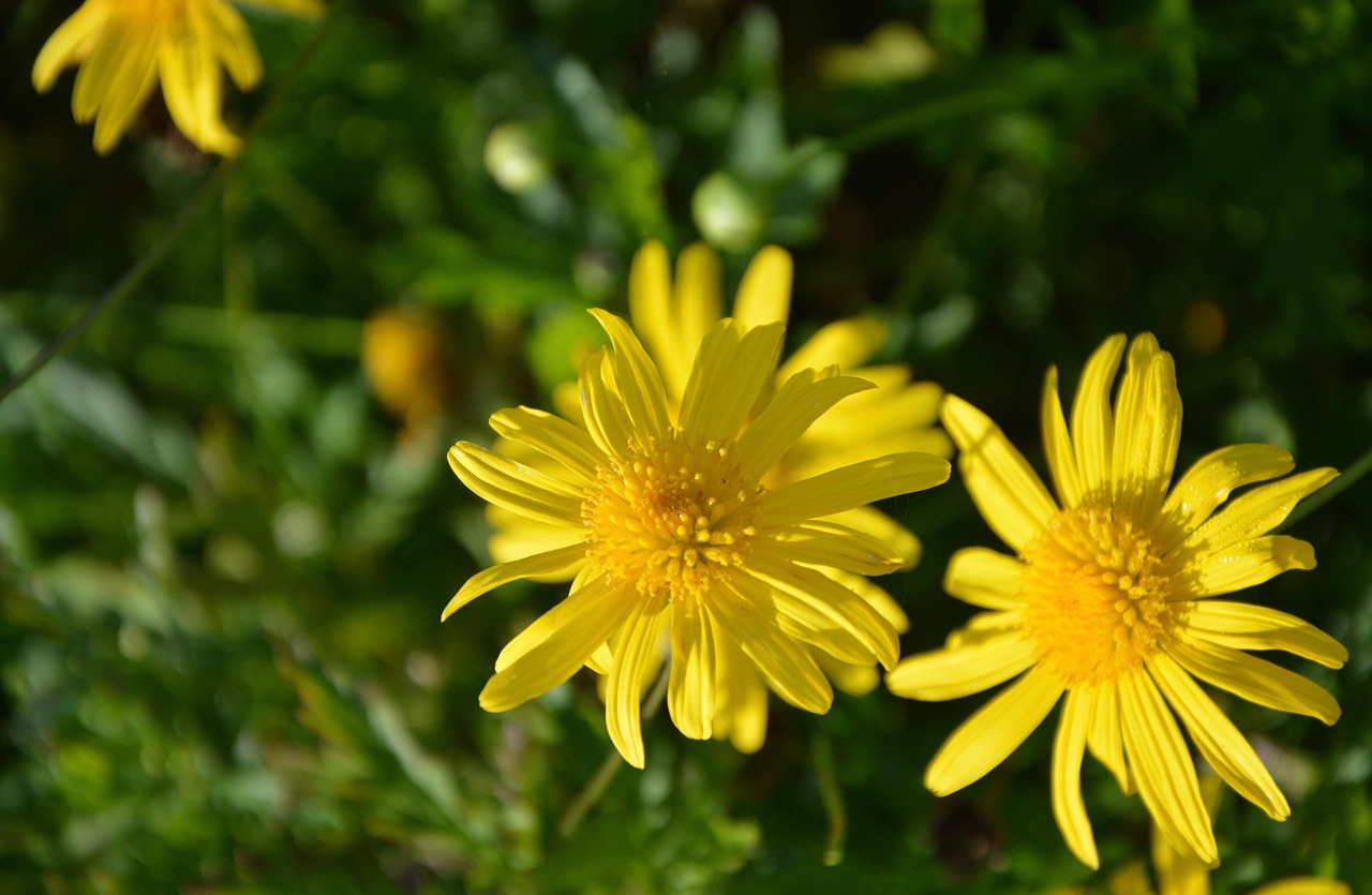 Flores De Color Amarillo Botones - Foto gratis en Pixabay - Pixabay